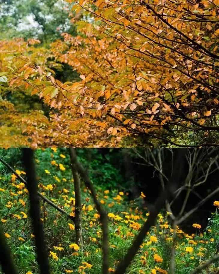 Nov. 8: Fall Gold Ginkgo Hike & Cave Exploration - Chengdu Expat ...